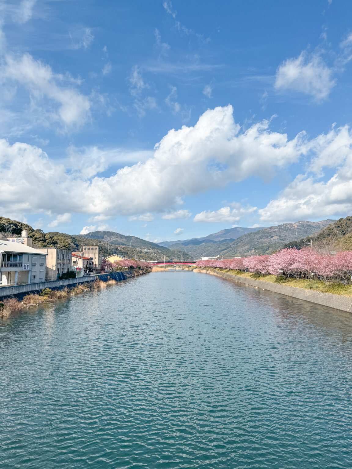 A Guide to the Kawazu Cherry Blossom Spring Festival - Doyzkie The Explorer