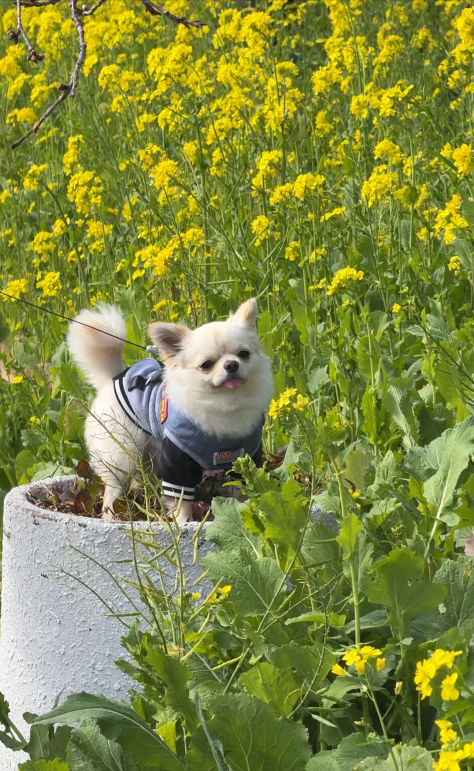 A Guide to the Kawazu Cherry Blossom Spring Festival - Doyzkie The Explorer