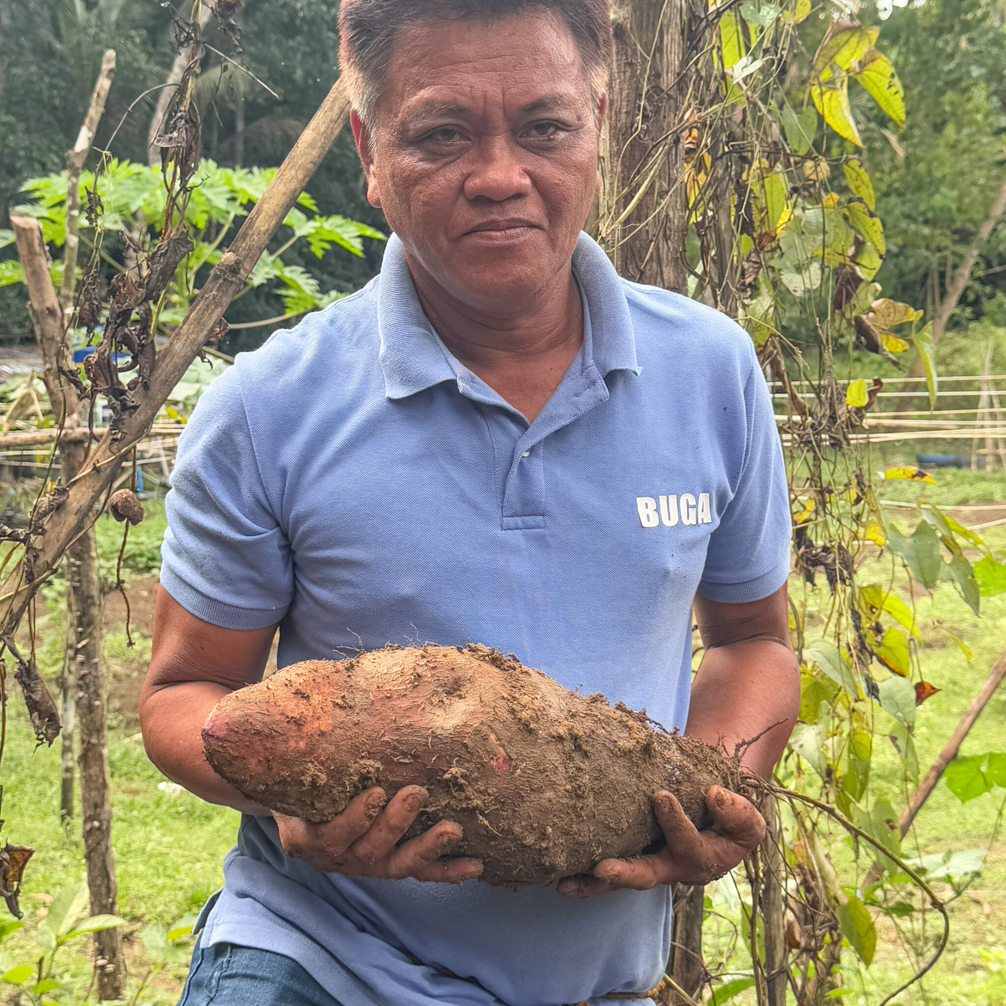 All About Ube: Bohol celebrates the 24th Ubi Festival - Doyzkie The ...